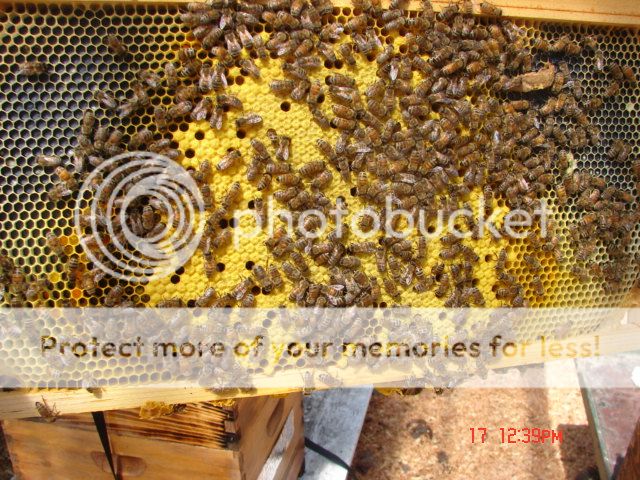 Foundation or not? | Page 2 | Beesource Beekeeping Forums